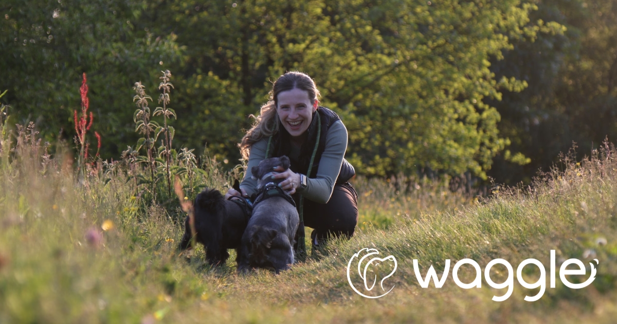 Waggle Booking Portal | Dog Walking Made Easy Waggle Booking Portal ...